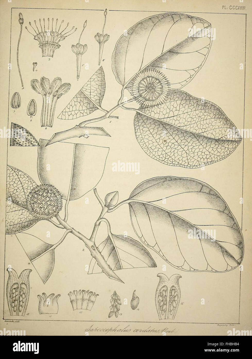 The Flora Sylvatica for Southern India, Botany India, Pictorial works ...