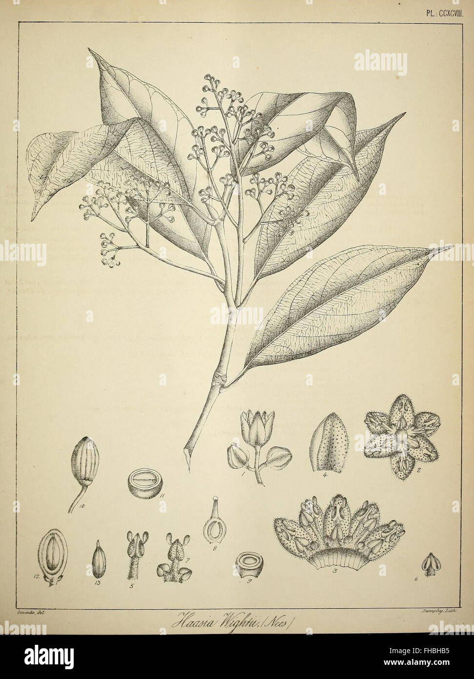 A comprehensive botanical work focused on the trees and flora of ...