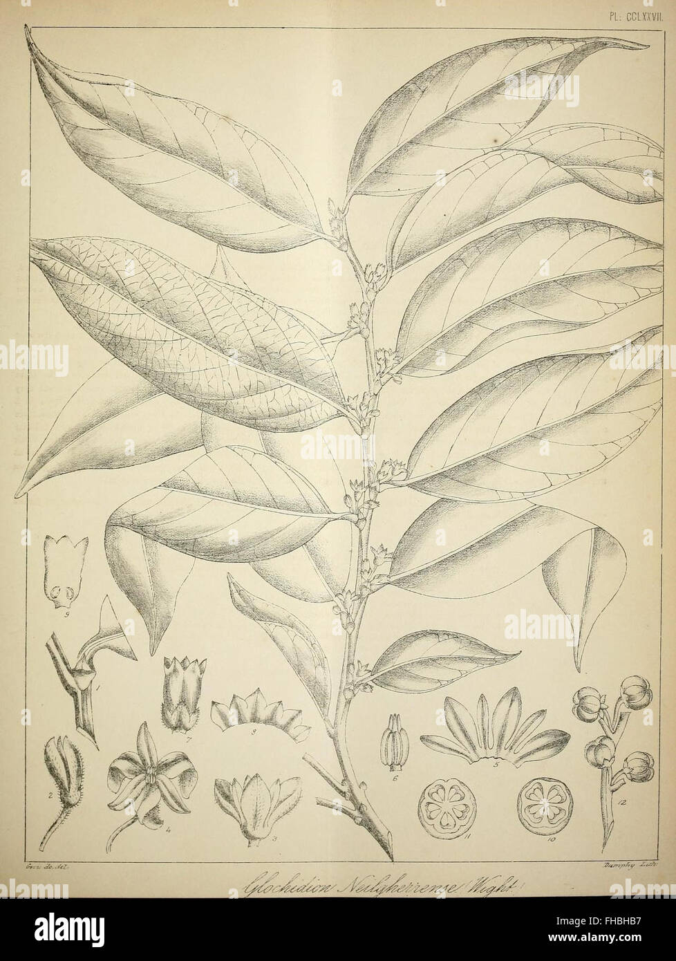 The flora sylvatica for southern India, Botany India Pictorial works ...