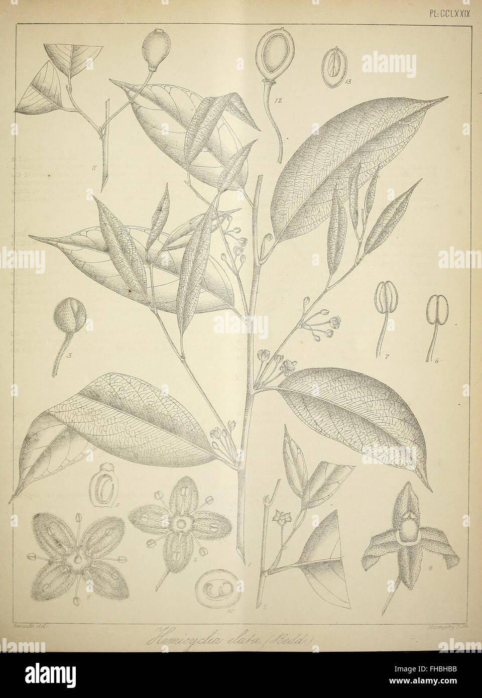 A comprehensive botanical study of the trees and plant life in Southern ...