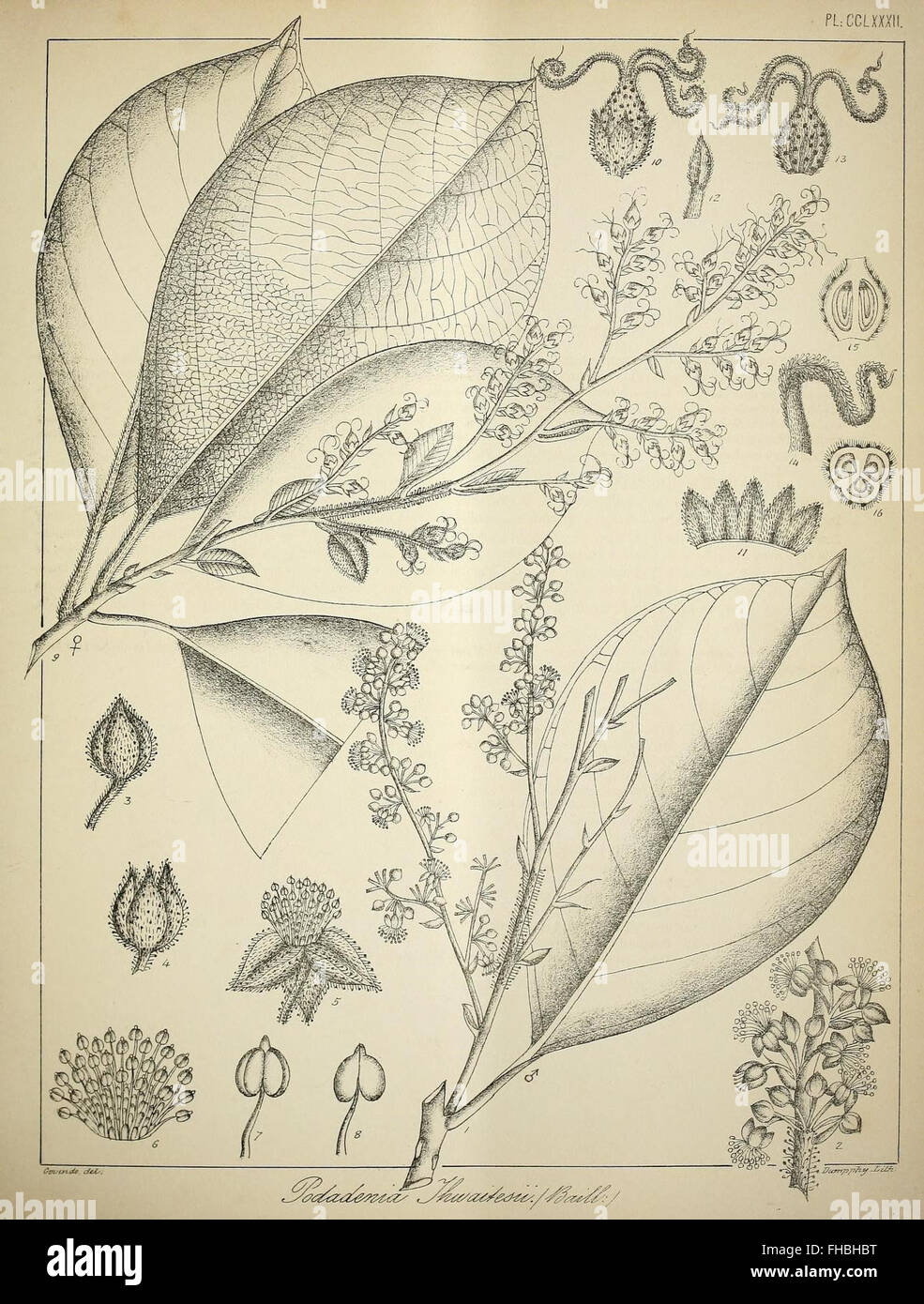 A botanical reference work featuring tree species native to southern ...