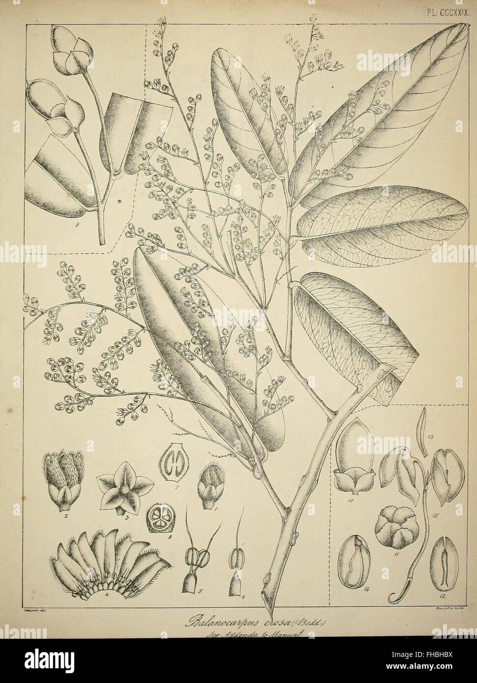 The flora sylvatica for southern India, Botany India Pictorial works ...