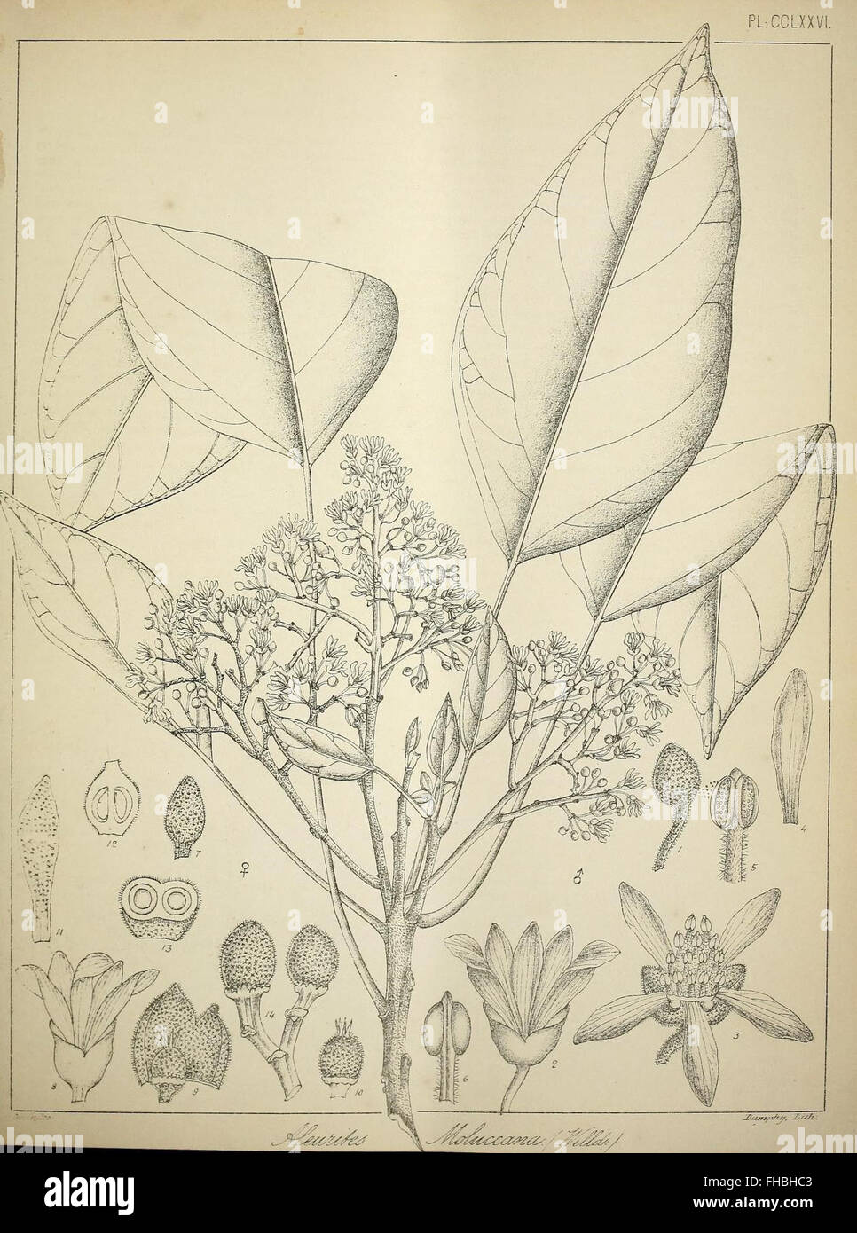 A botanical work dedicated to the trees of southern India, with ...