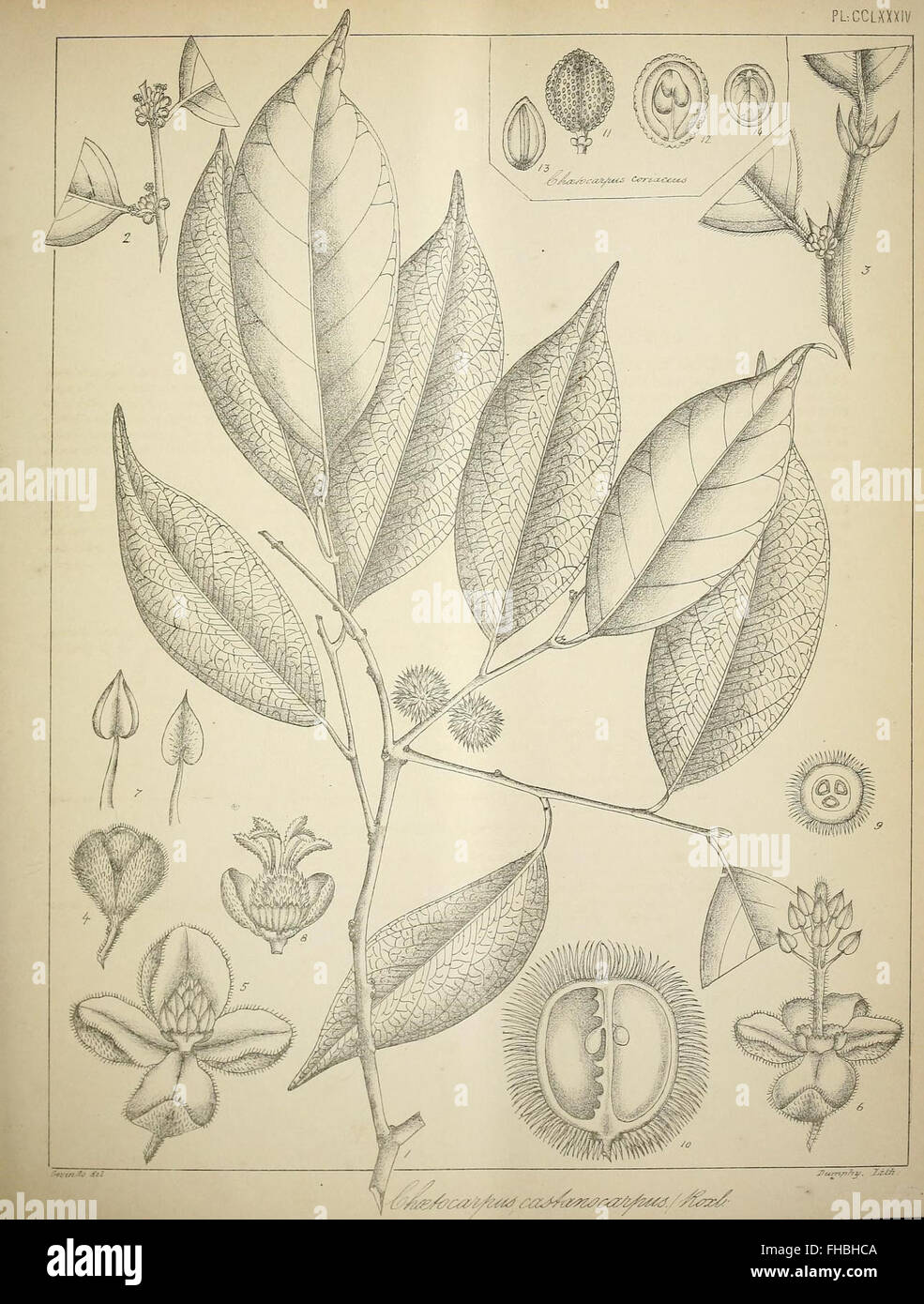 A botanical pictorial work documenting tree species native to southern ...