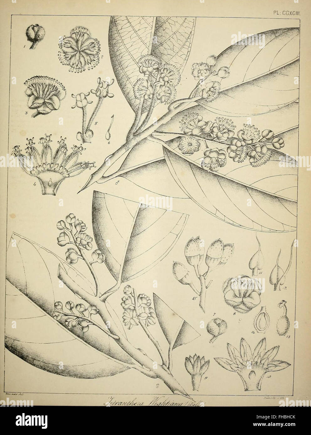The Flora Sylvatica for Southern India, Botany, India, Pictorial Works ...