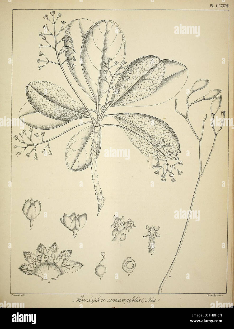 The flora sylvatica for southern India, Botany, India, Pictorial works ...