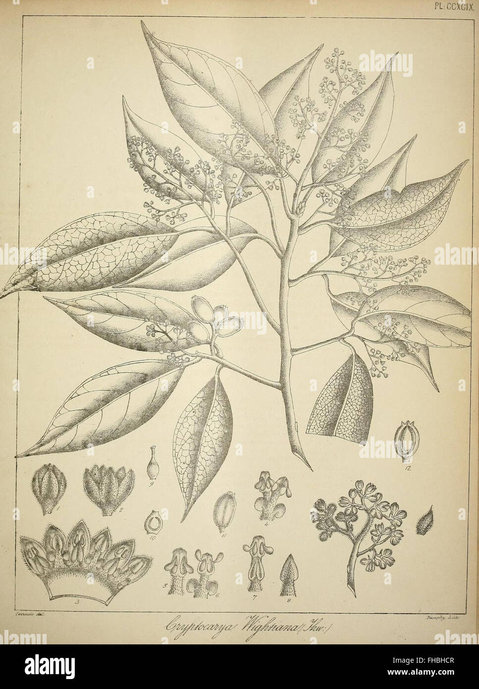 A botanical study focused on the flora of southern India, specifically ...