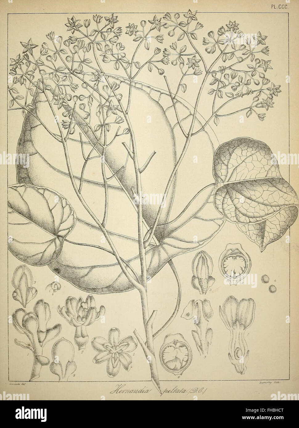 A botanical guide showcasing the flora of southern India, featuring ...