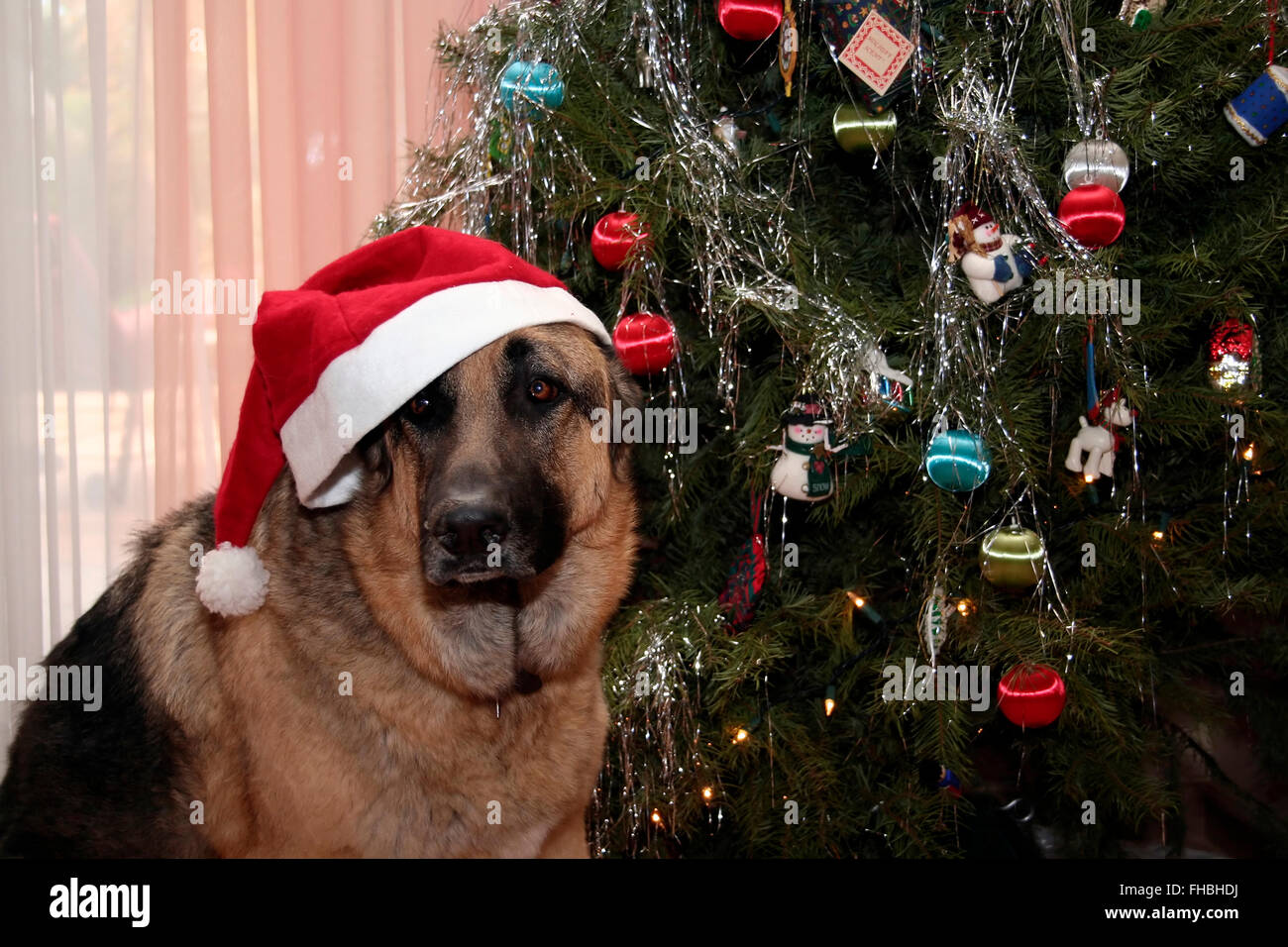 German Shepherd sitting next to Christmas tree Stock Photo - Alamy