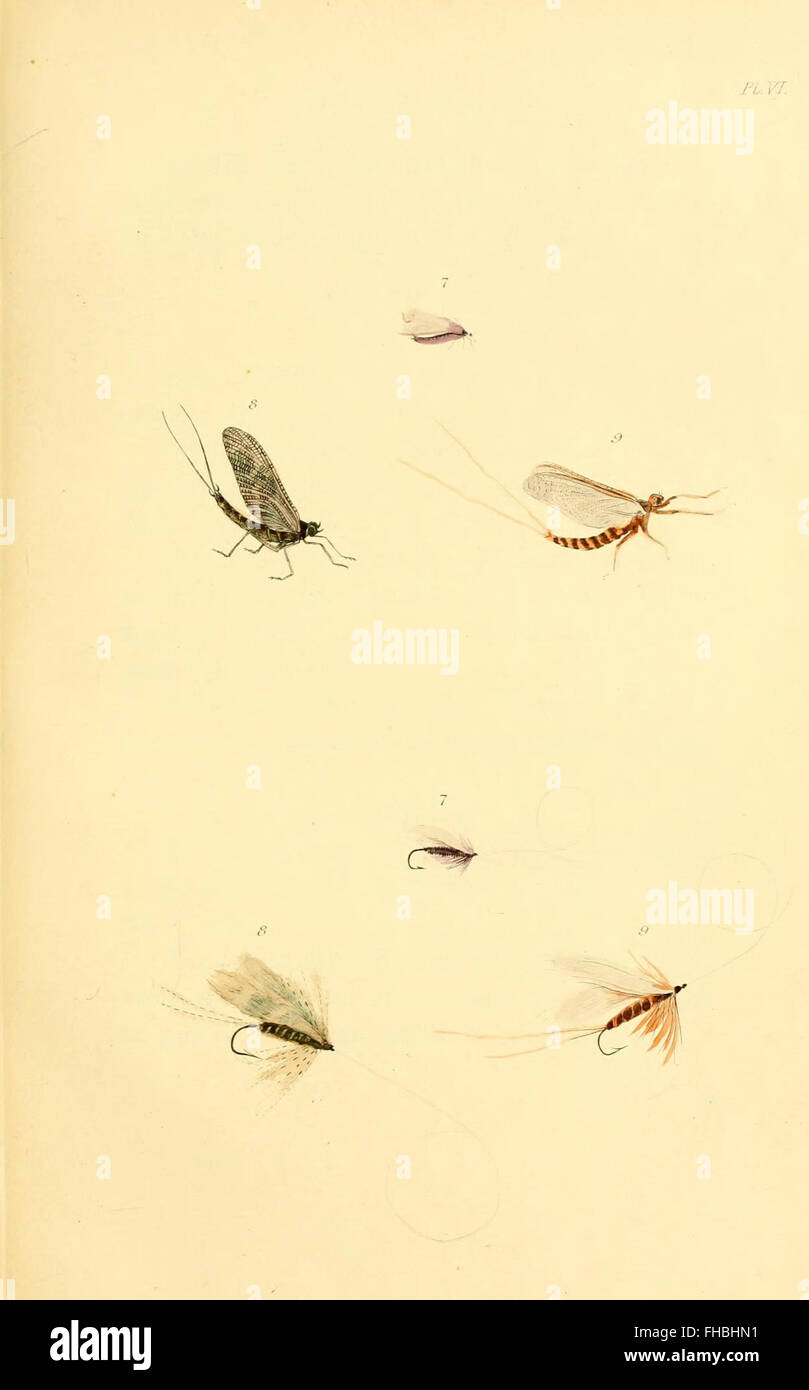 A guide to the insects used in fly fishing, with a focus on artificial ...