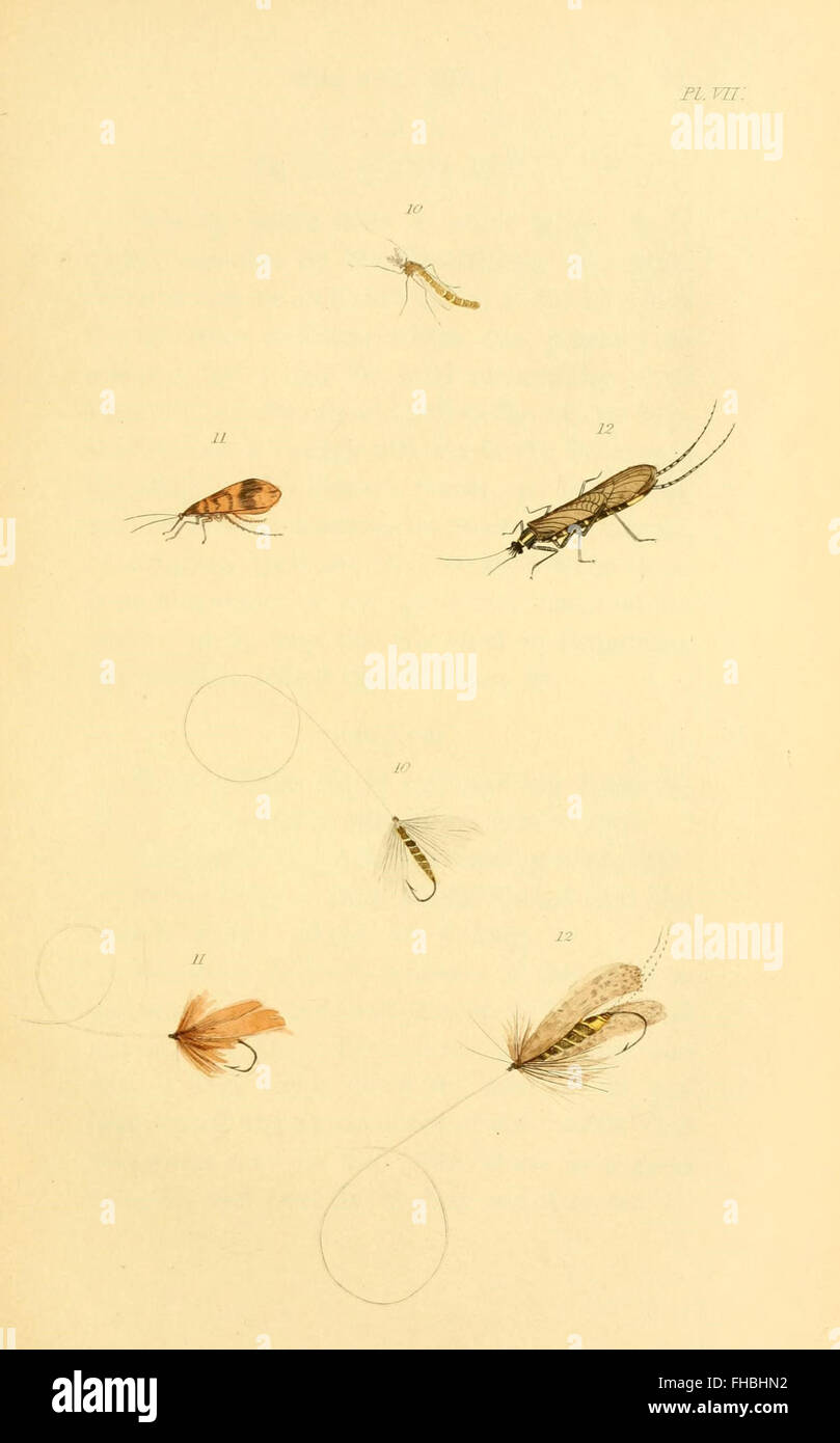 A comprehensive guide to the entomology of flies used in artificial fly ...