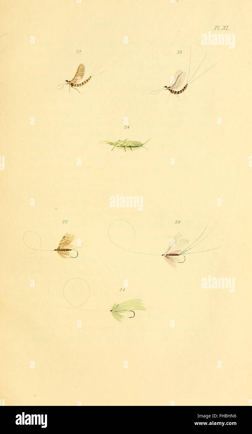 A comprehensive guide to entomology for fly-fishing enthusiasts ...
