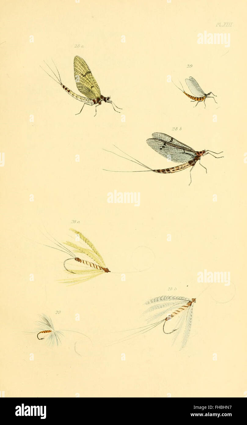 The Fly-Fisher's Entomology, a detailed guide on artificial fly fishing ...