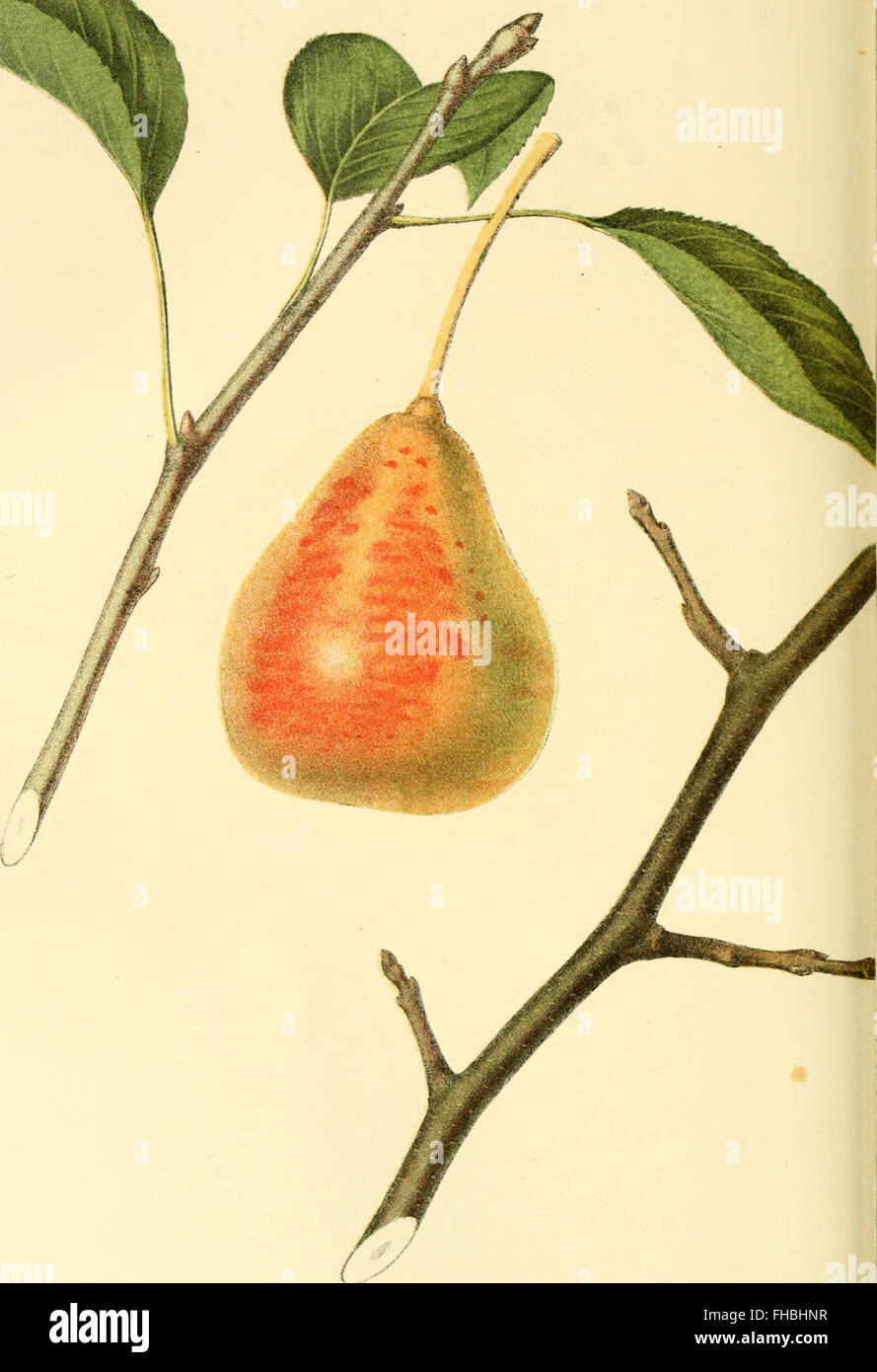 *The Fruits of America* (1848) presents detailed descriptions and color ...