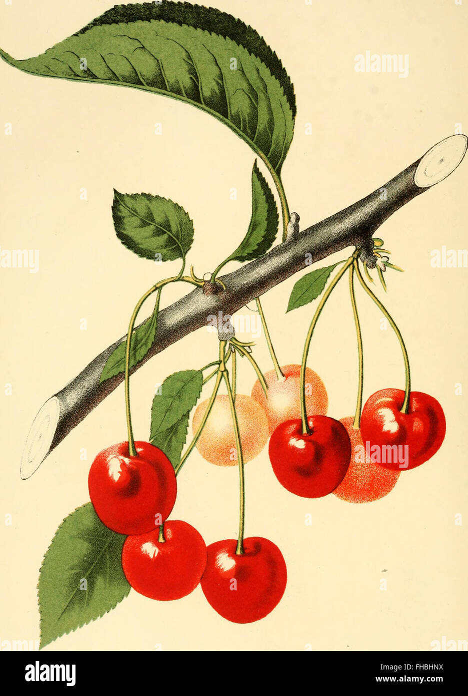 Fruits ancient varieties hi-res stock photography and images - Alamy