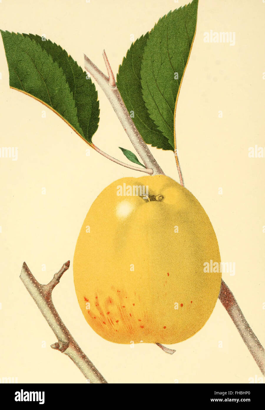 Fruits ancient varieties hi-res stock photography and images - Alamy