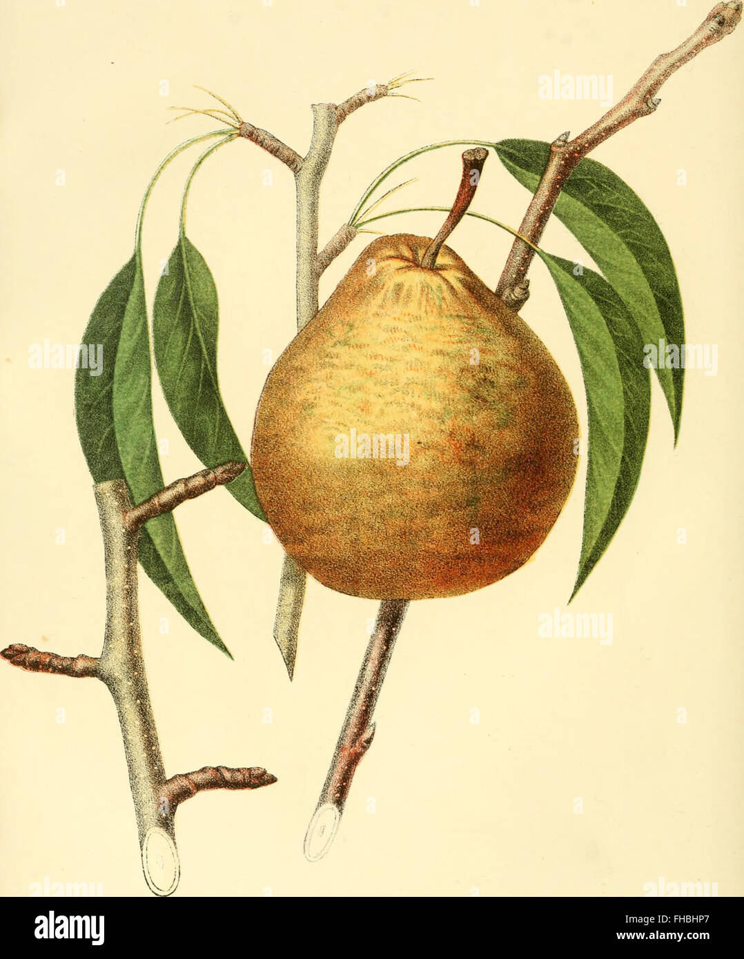 A detailed and richly illustrated work showcasing the various fruit ...