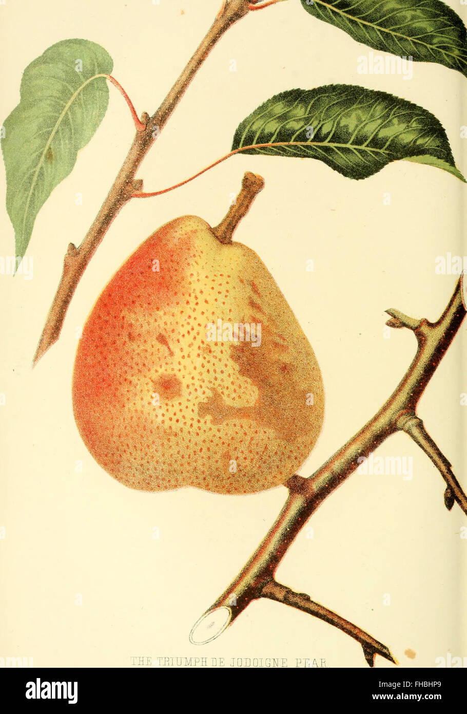 Fruits ancient varieties hi-res stock photography and images - Alamy