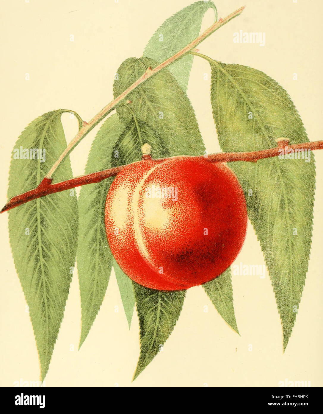 The Fruits of America, published in 1848, features richly colored ...
