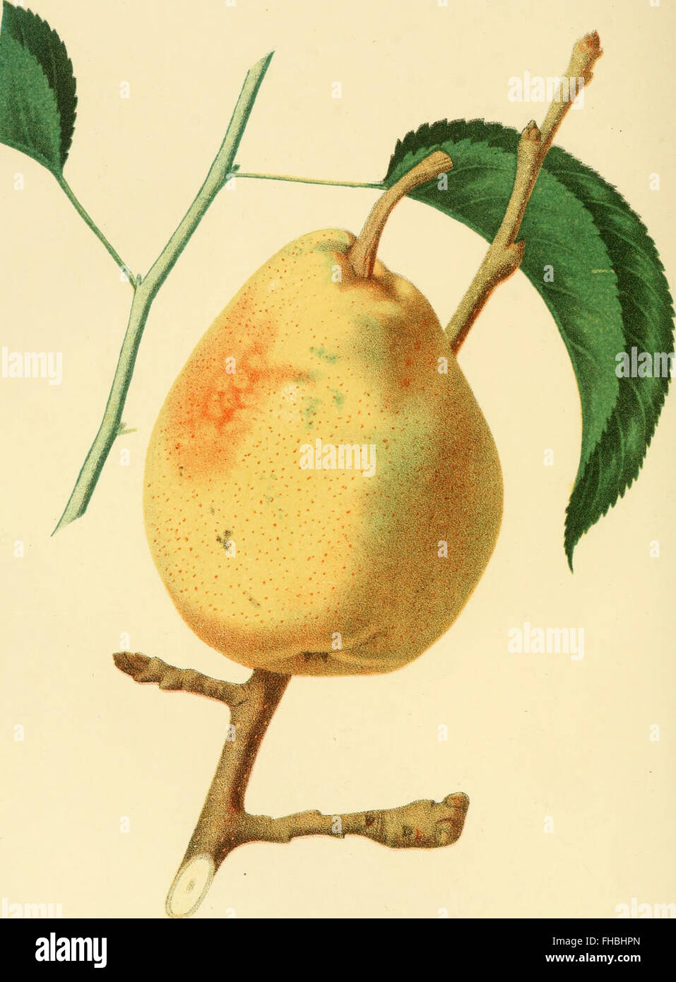Fruits ancient varieties hi-res stock photography and images - Alamy
