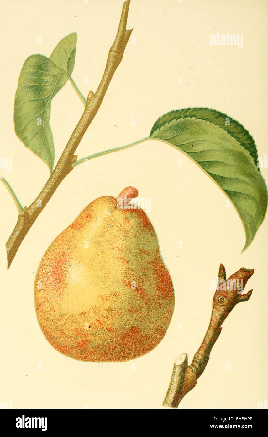 Fruits ancient varieties hi-res stock photography and images - Alamy