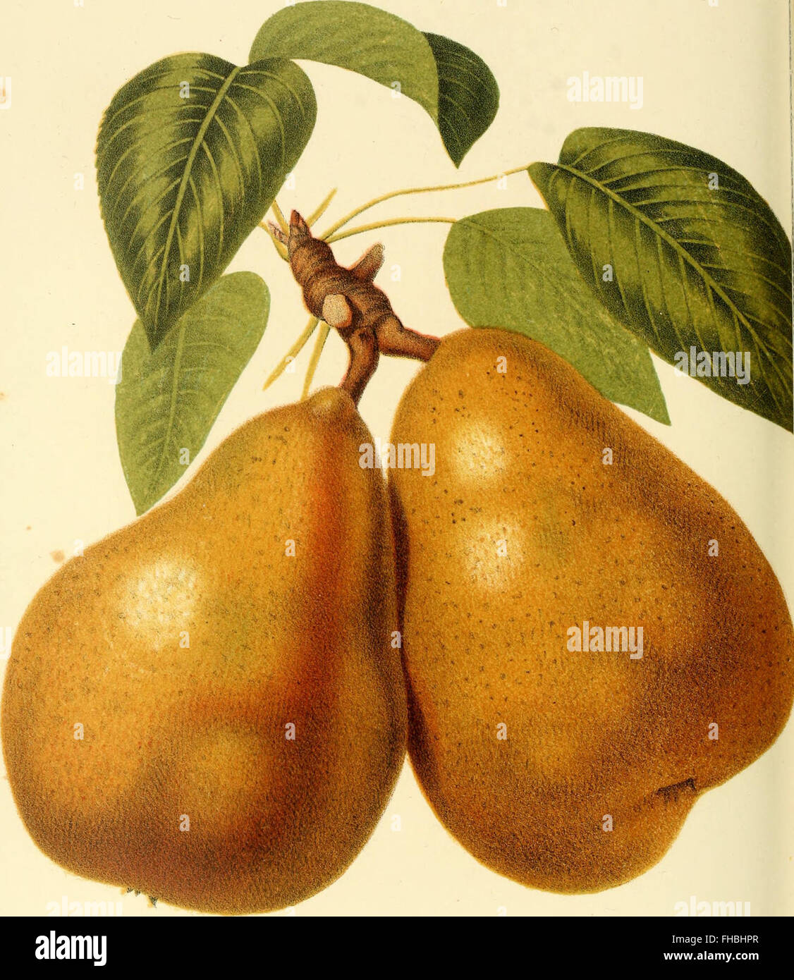The fruits of America - containing richly colored figures, and full ...