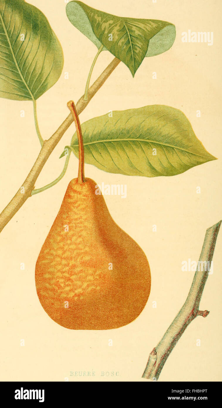 ‘The Fruits of America’ is a comprehensive guide to fruit varieties ...