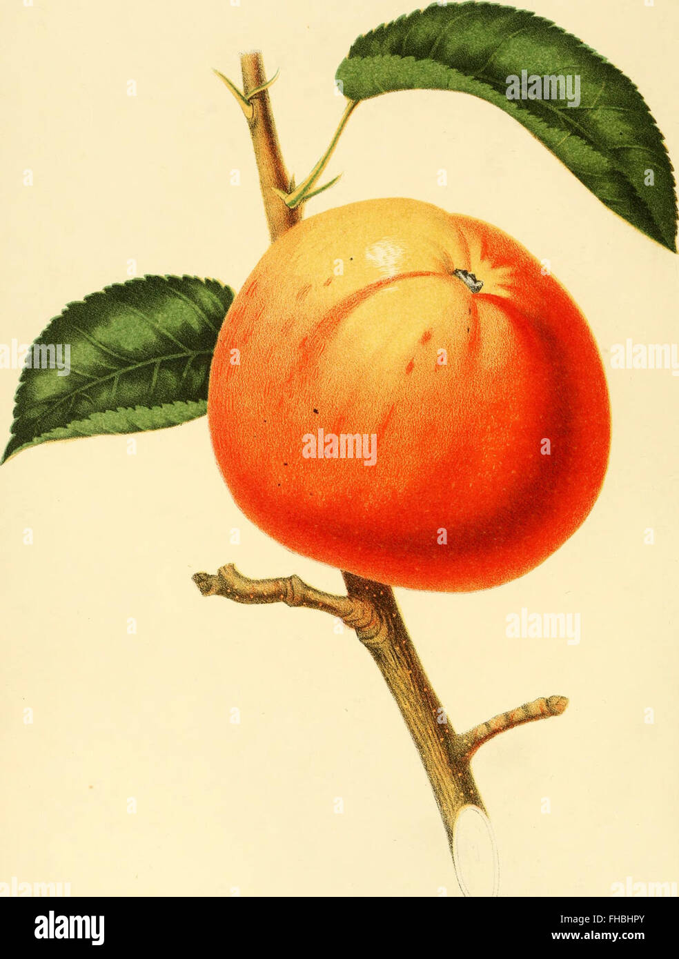 The Fruits of America, an 1848 work documenting the best varieties of ...