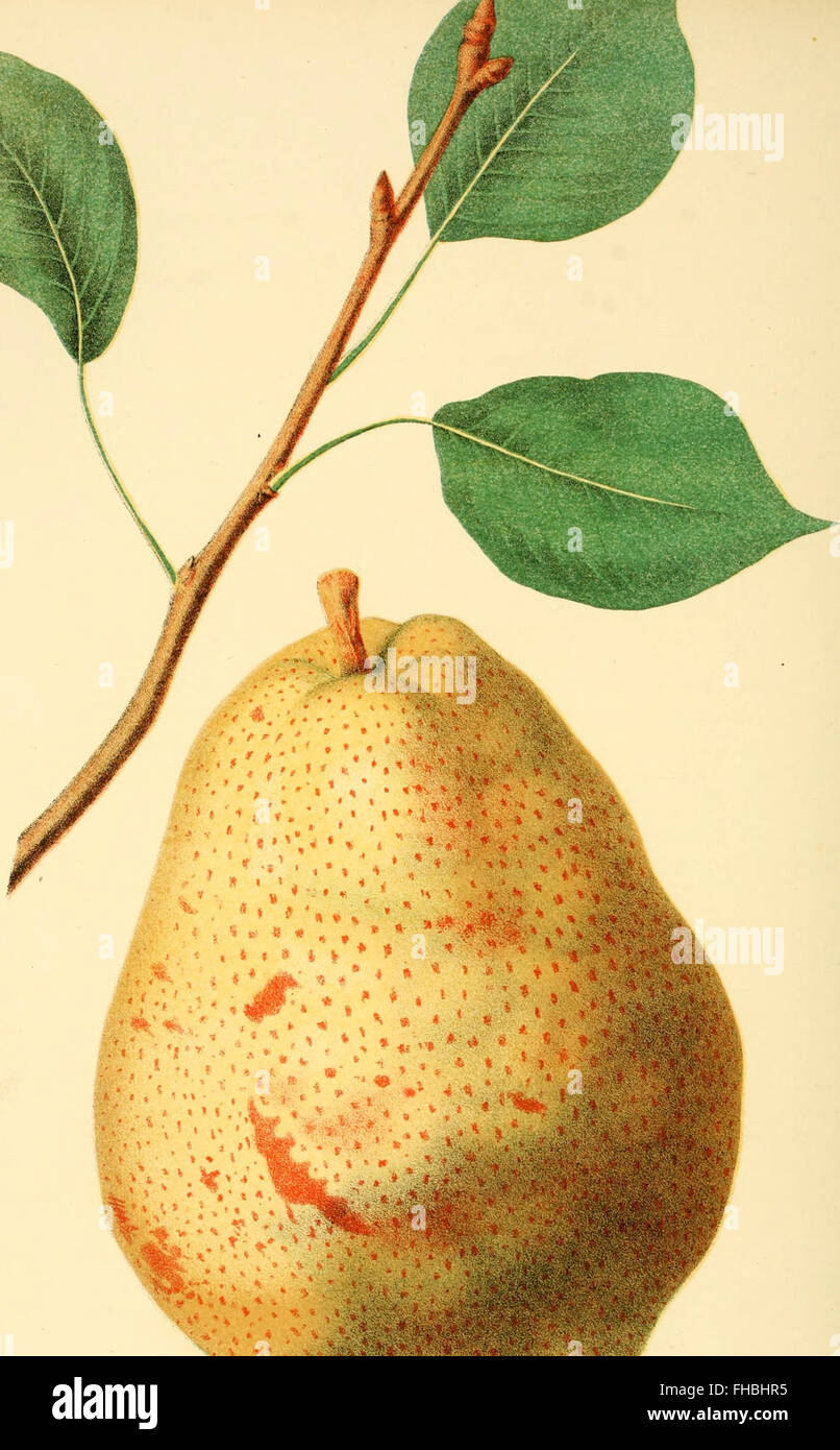 The Fruits of America (1848), a detailed guide to the best fruit ...