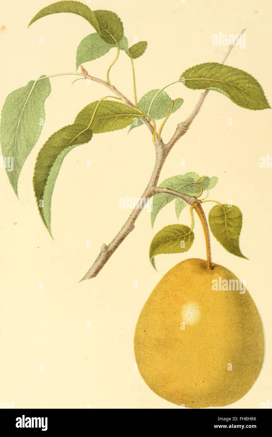 A comprehensive guide to American fruits, highlighting the best ...