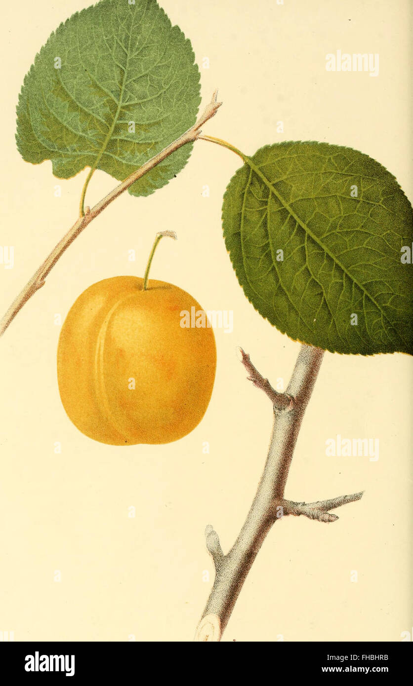 The fruits of America - containing richly colored figures, and full ...