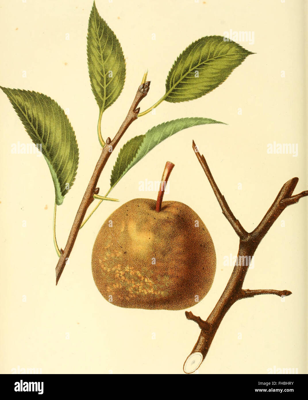The Fruits of America (1848) is a historical botanical work describing ...