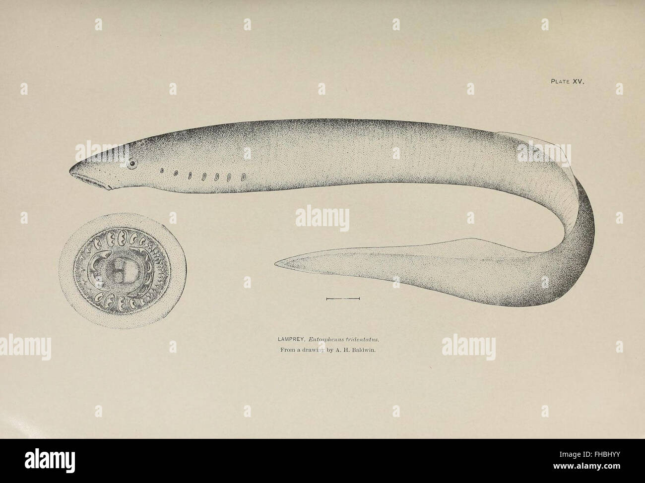 The fur seals and fur-seal islands of the North Pacific Ocean, SIL ...
