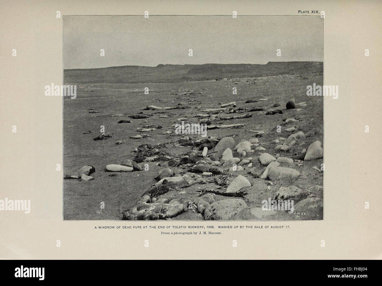 A detailed study on the fur seals and their islands in the North ...