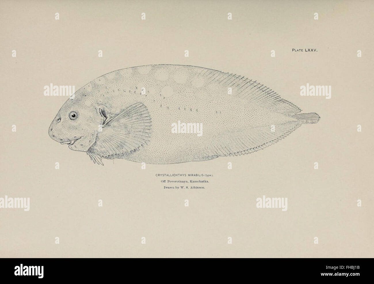 The Fur Seals and Fur-Seal Islands of the North Pacific Ocean Stock ...