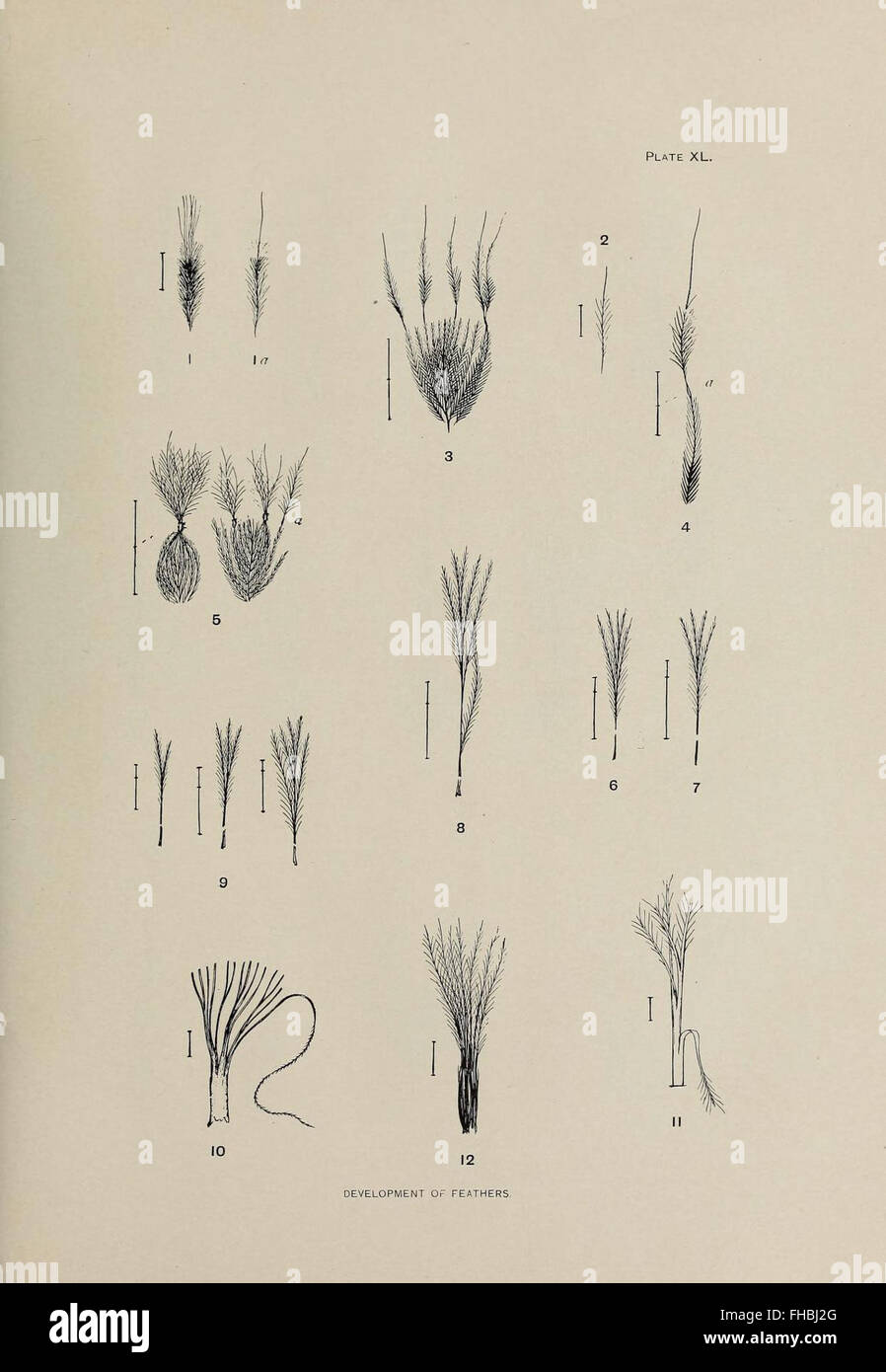 The fur seals and fur-seal islands of the North Pacific Ocean, SIL ...