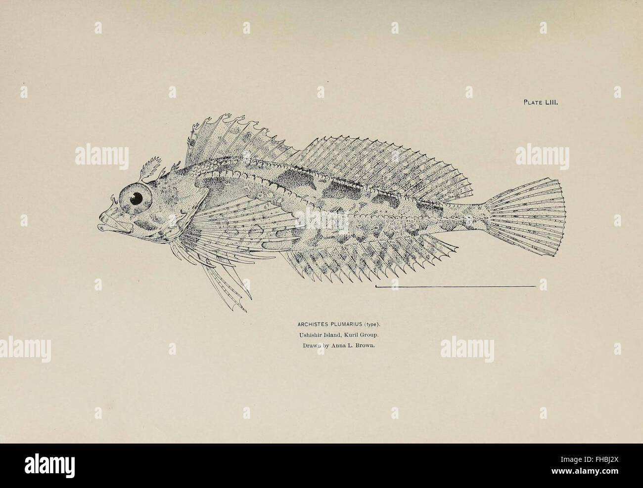 The Fur Seals and Fur-Seal Islands of the North Pacific Ocean, SIL ...