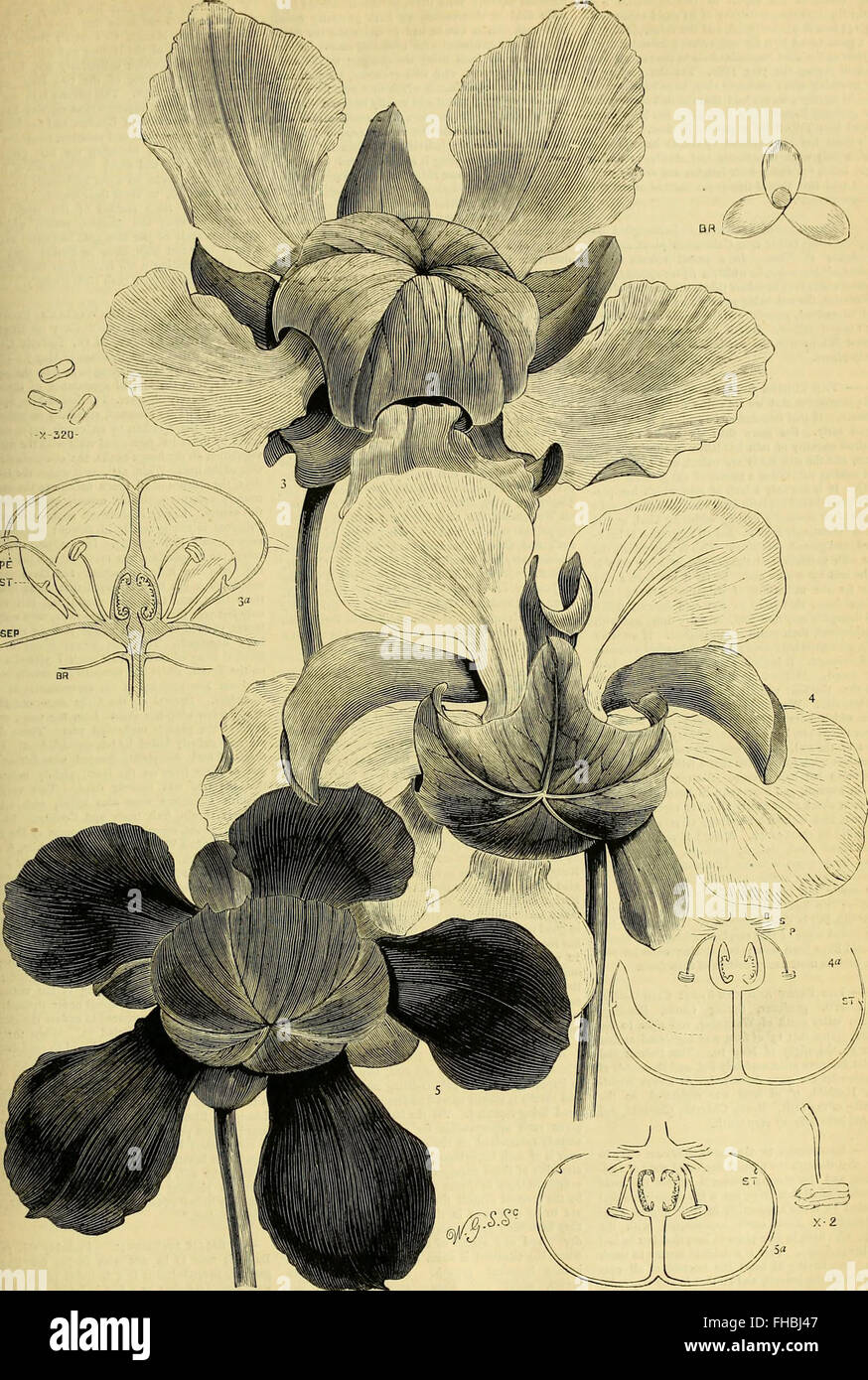 An illustrated horticultural journal from 1881, covering plant ...