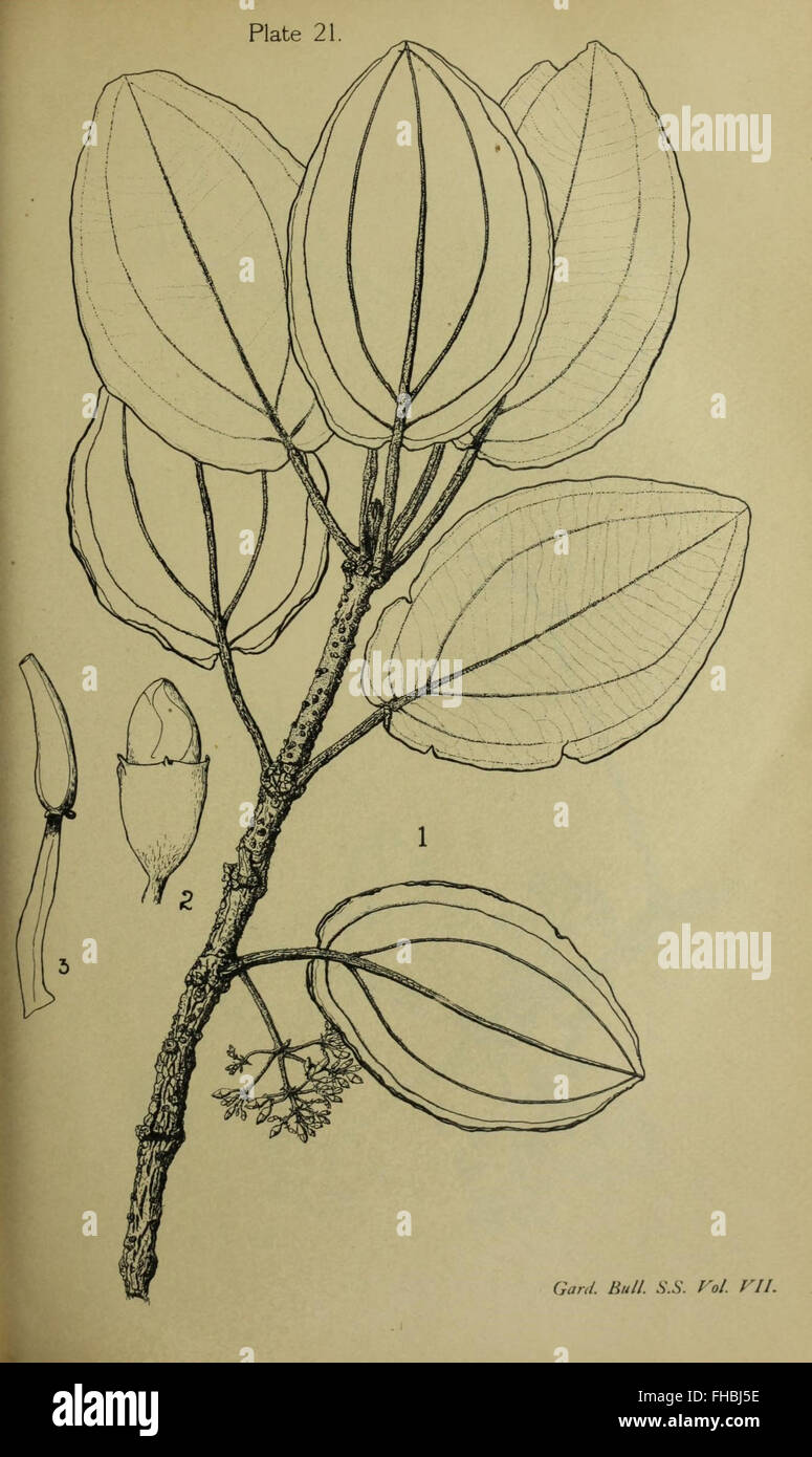 The Gardens' bulletin; Straits Settlements, Harvard University Botany ...