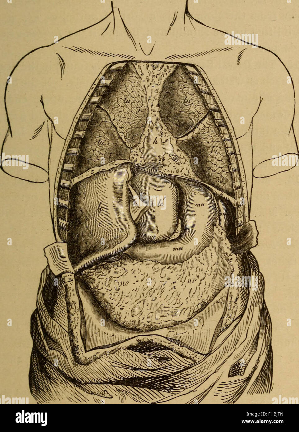Anatomy for beginners hi-res stock photography and images - Alamy