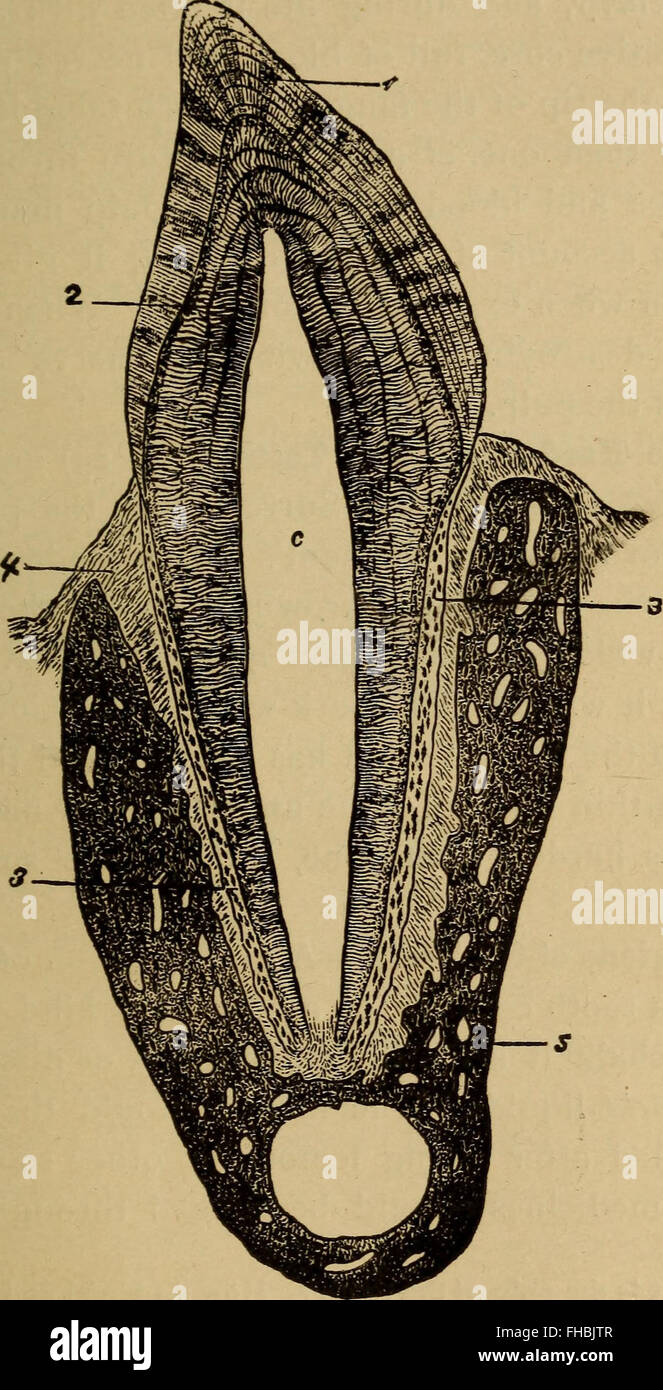 An educational textbook from 1884, introducing the structure and ...