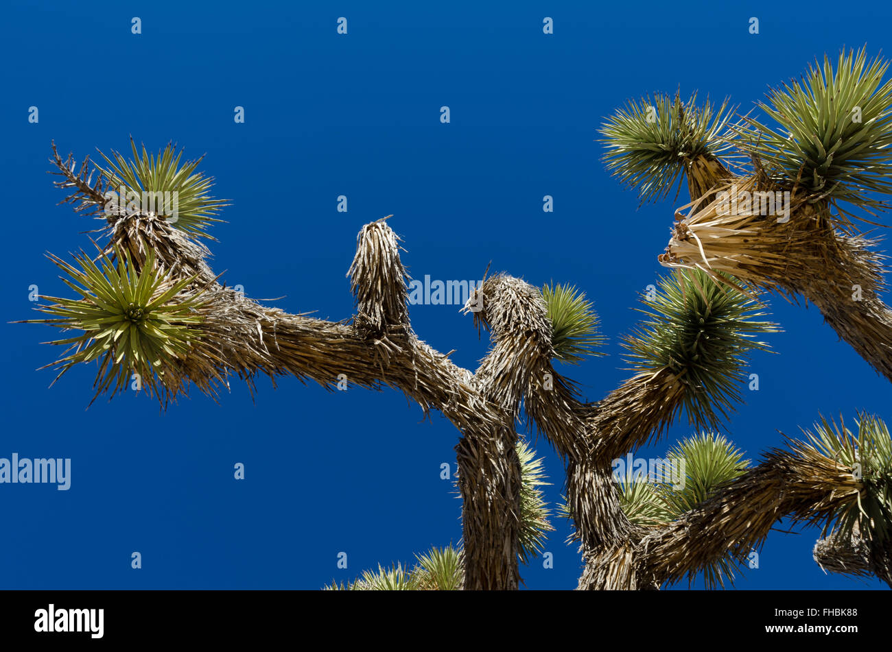 Looking up at Joshua Tree branches show it in its middle stage of ...