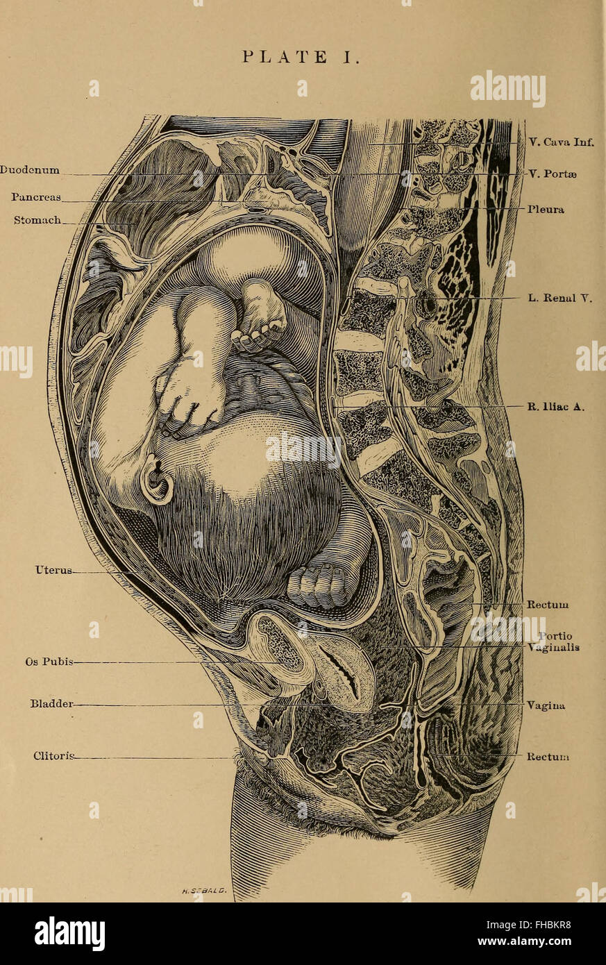 A detailed work on the science and practice of midwifery, published in ...