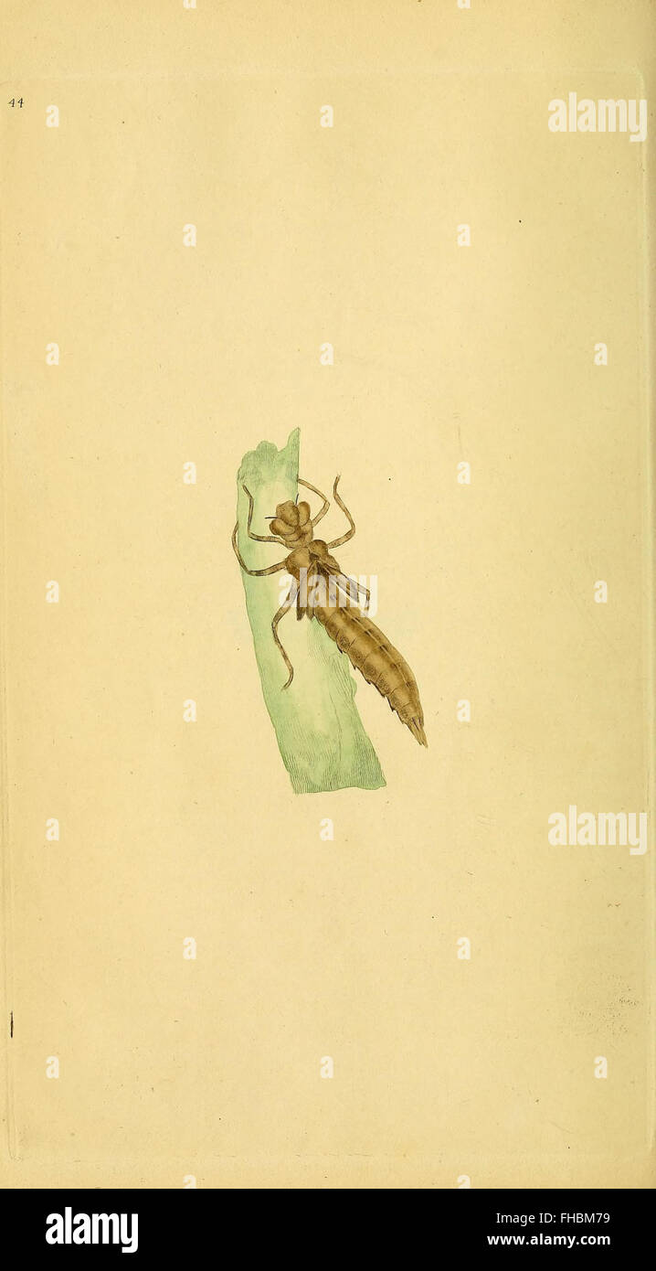 British insects hi-res stock photography and images - Alamy