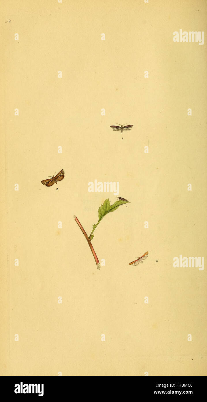 The natural history of British insects, Great Britain, Harvard ...