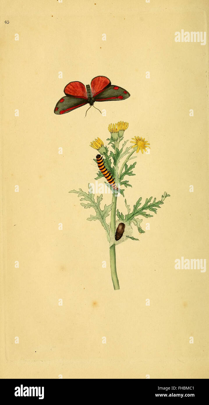 The Natural History of British Insects: A Pictorial Guide to British ...