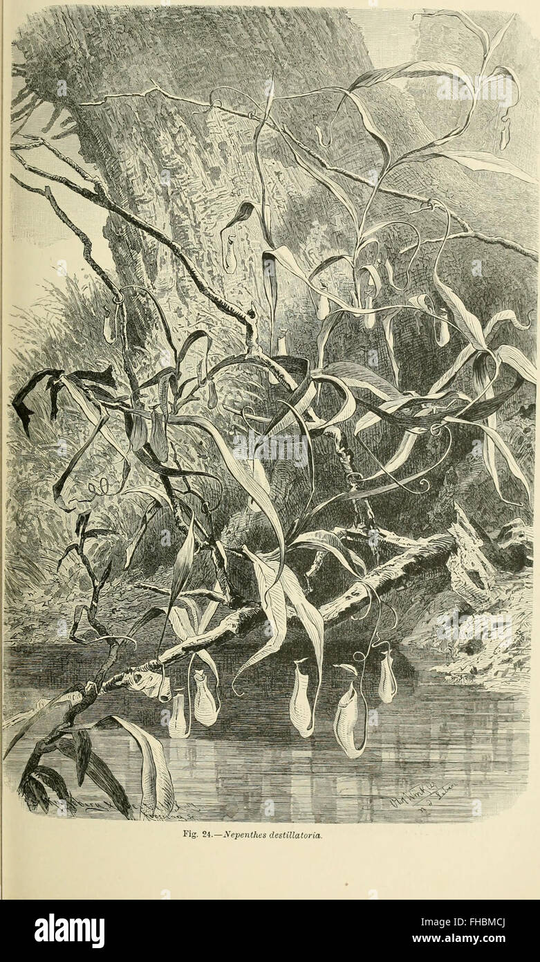 The Natural History of Plants, Their Forms, Growth, Reproduction, and ...