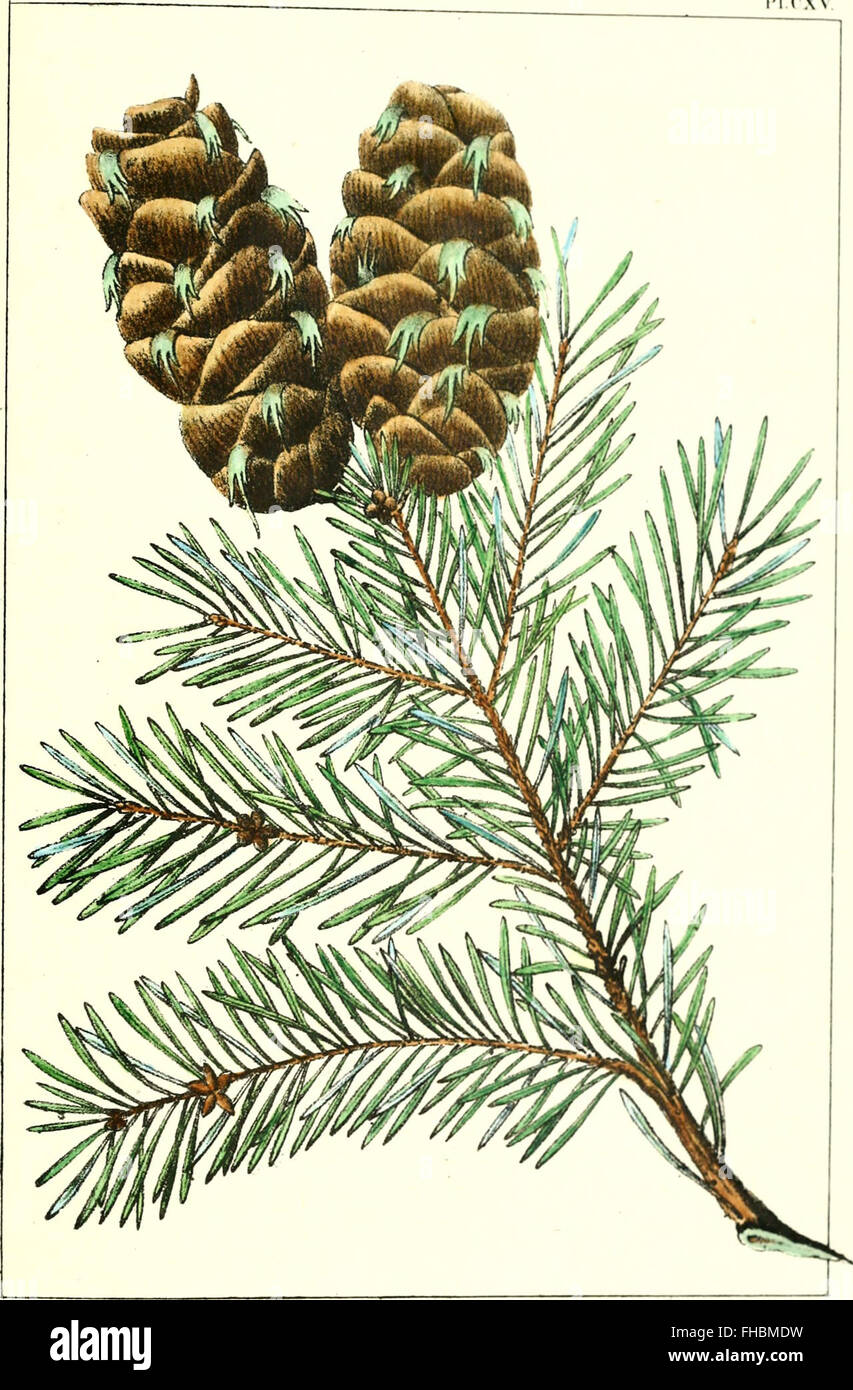 A detailed description of forest trees in North America, with a focus ...