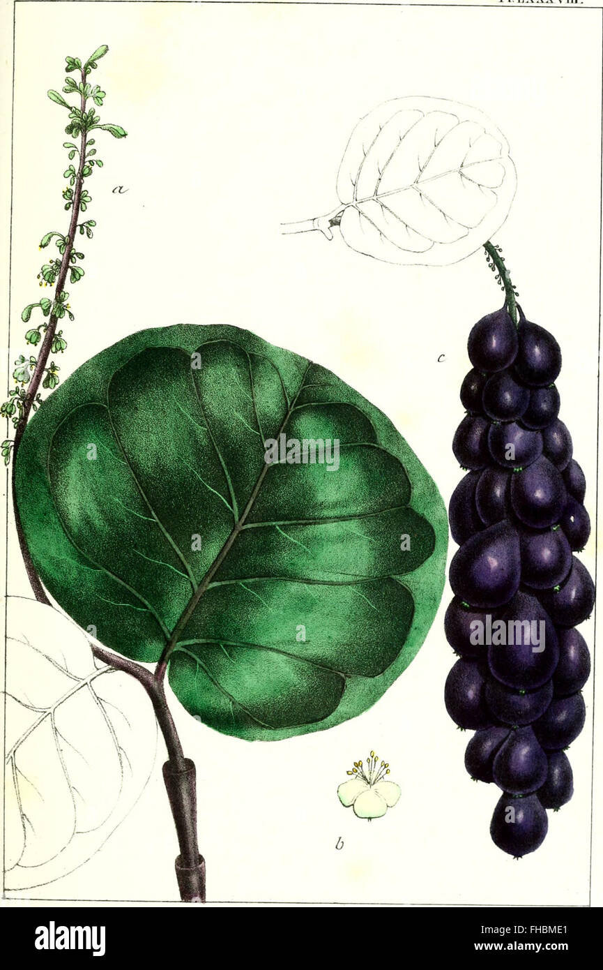 The North American sylva; or, A description of the forest trees of the ...