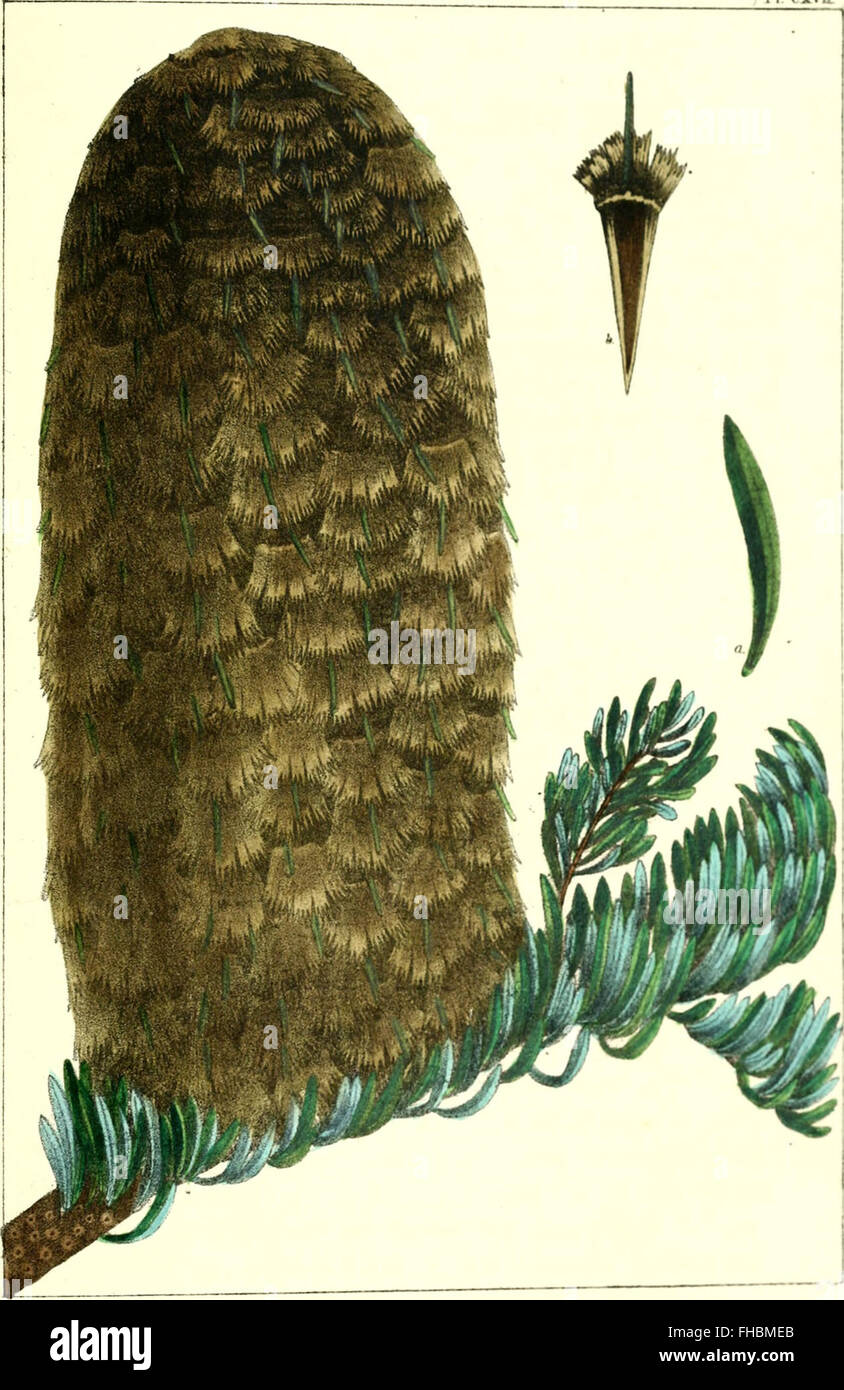 The North American Sylva is a comprehensive guide to the forest trees ...